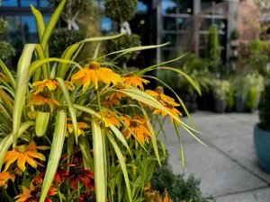 Plant Nurseries in the Seattle Area — Northwest Blooms