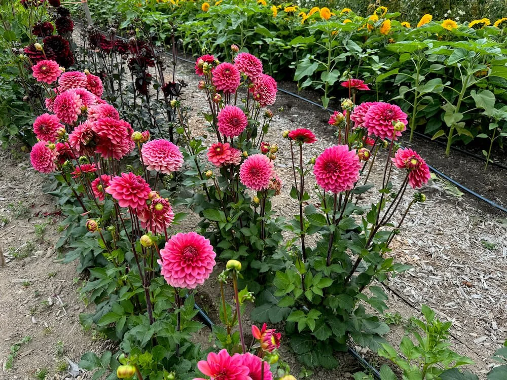 Dahlia 'Saddlerock Tiny Giant' — Northwest Blooms