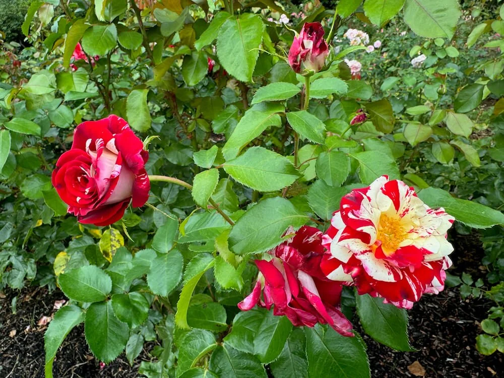 Rosa 'Marc Chagall' (Marc Chagall Floribunda Rose) — Northwest Blooms
