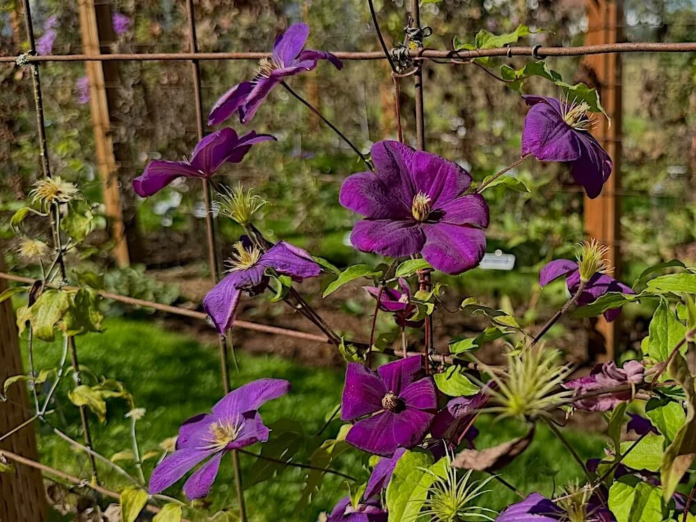 Clematis Diamantina 'Evipo039' (Diamantina Clematis) — Northwest Blooms