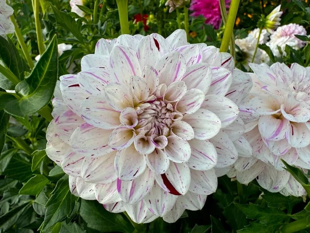 Dahlia 'Gitts Attention' (Gitts Attention Dahlia) — Northwest Blooms