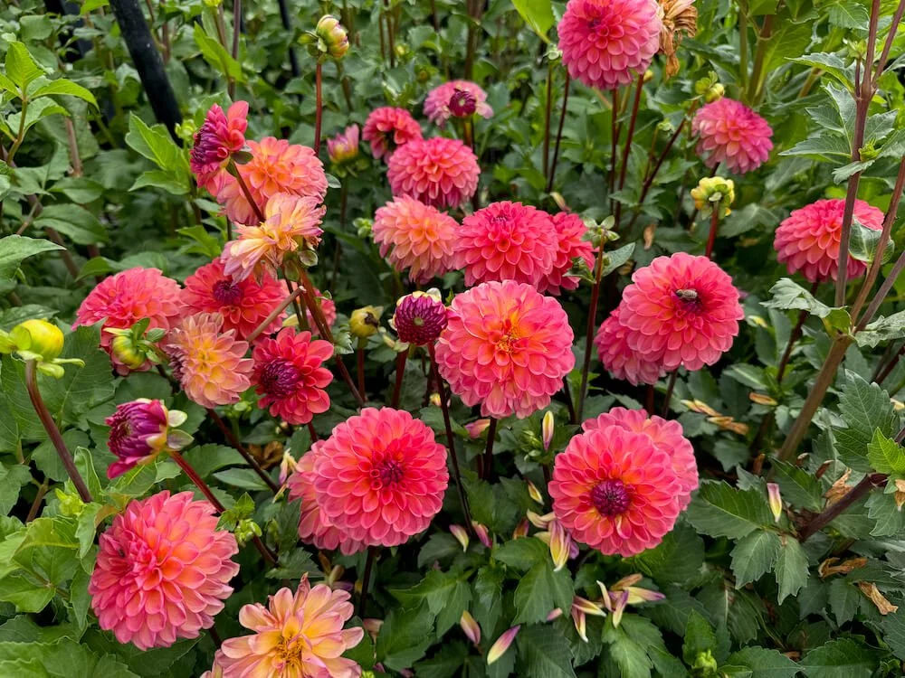 Dahlia 'Giggles' (Giggles Dahlia) — Northwest Blooms