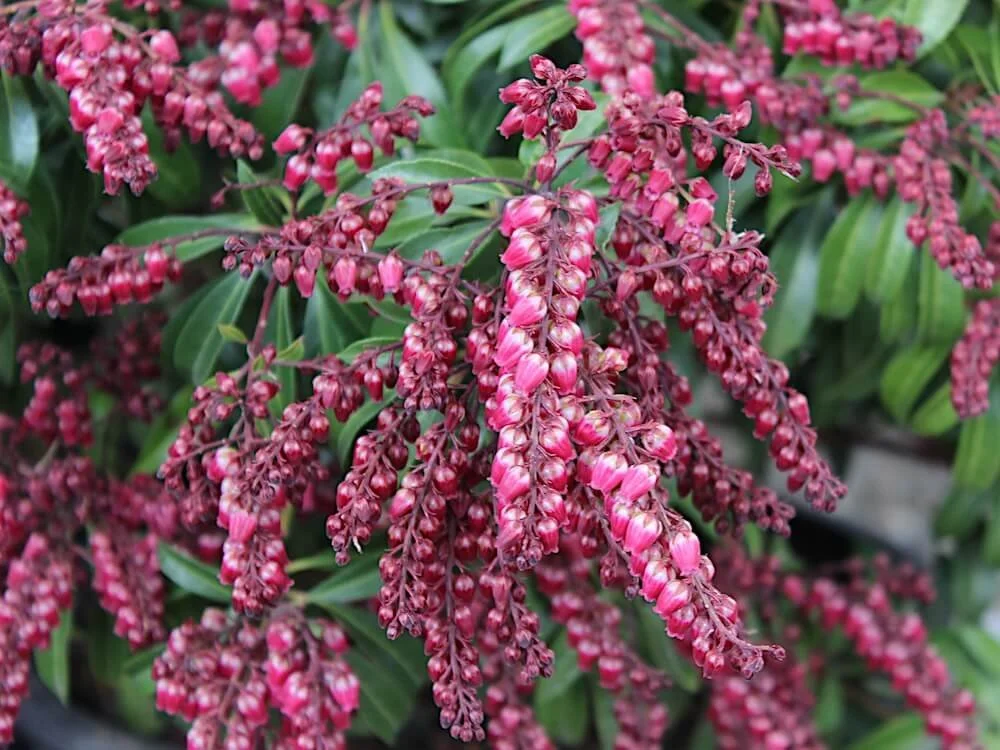 Pieris japonica 'Shy' (Impish Elf Pieris) — Northwest Blooms