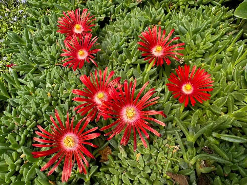 Delosperma x 'Red Mountain Flame' (Red Mountain Flame Ice Plant ...