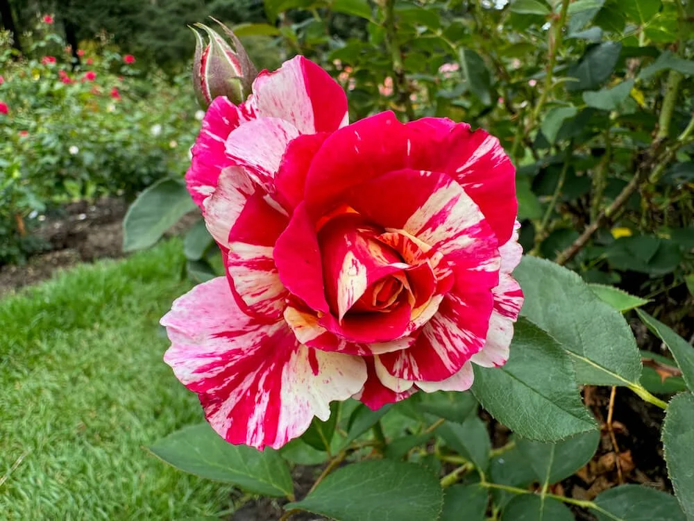 Rosa 'Marc Chagall' (Marc Chagall Floribunda Rose) — Northwest Blooms