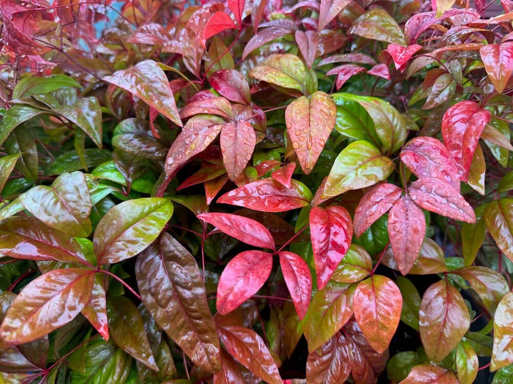 Prunus laurocerasus 'Mount Vernon' (Dwarf English Laurel) — Northwest ...