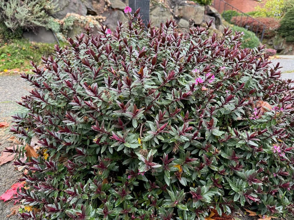 Nandina domestica 'Burgundy Wine' (Burgundy Wine Heavenly Bamboo ...