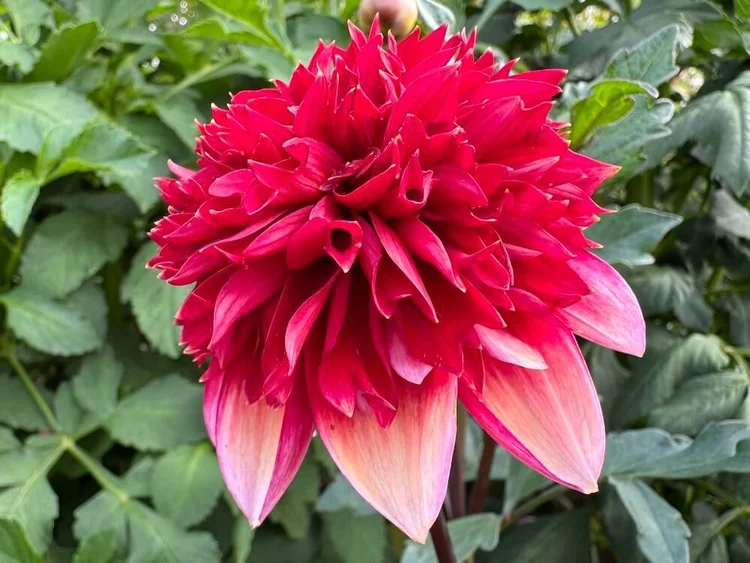 Dahlia 'Valley Rust Bucket' (Valley Rust Bucket Dahlia) — Northwest Blooms