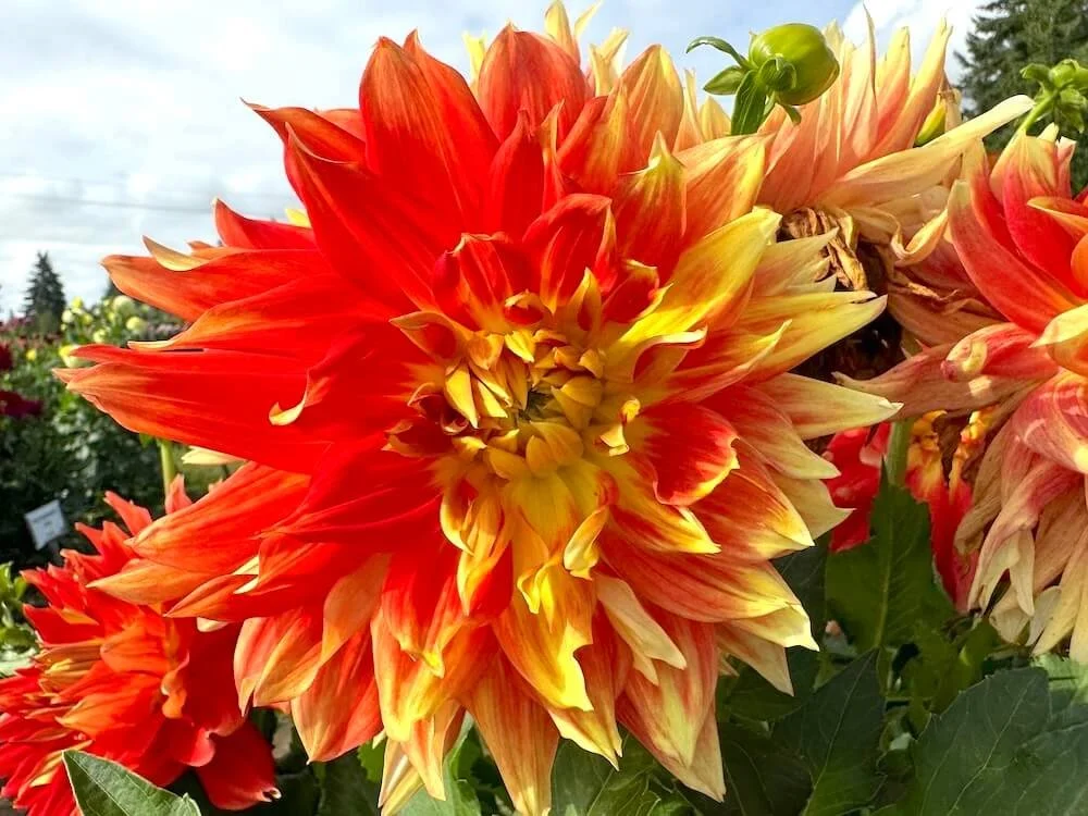 Dahlia 'Valley Rust Bucket' (Valley Rust Bucket Dahlia) — Northwest Blooms