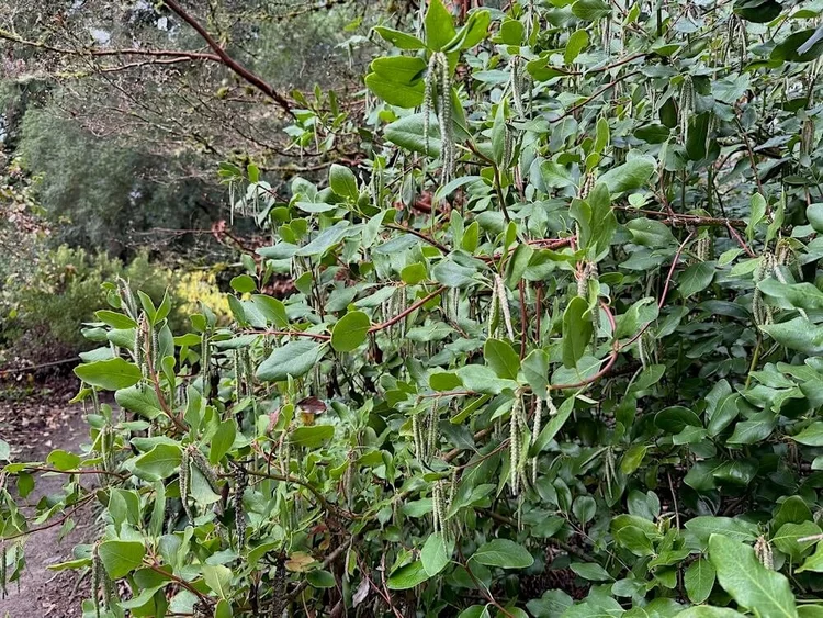 Taxus x media 'H.M. Eddie' (H.M. Eddie Yew) — Northwest Blooms