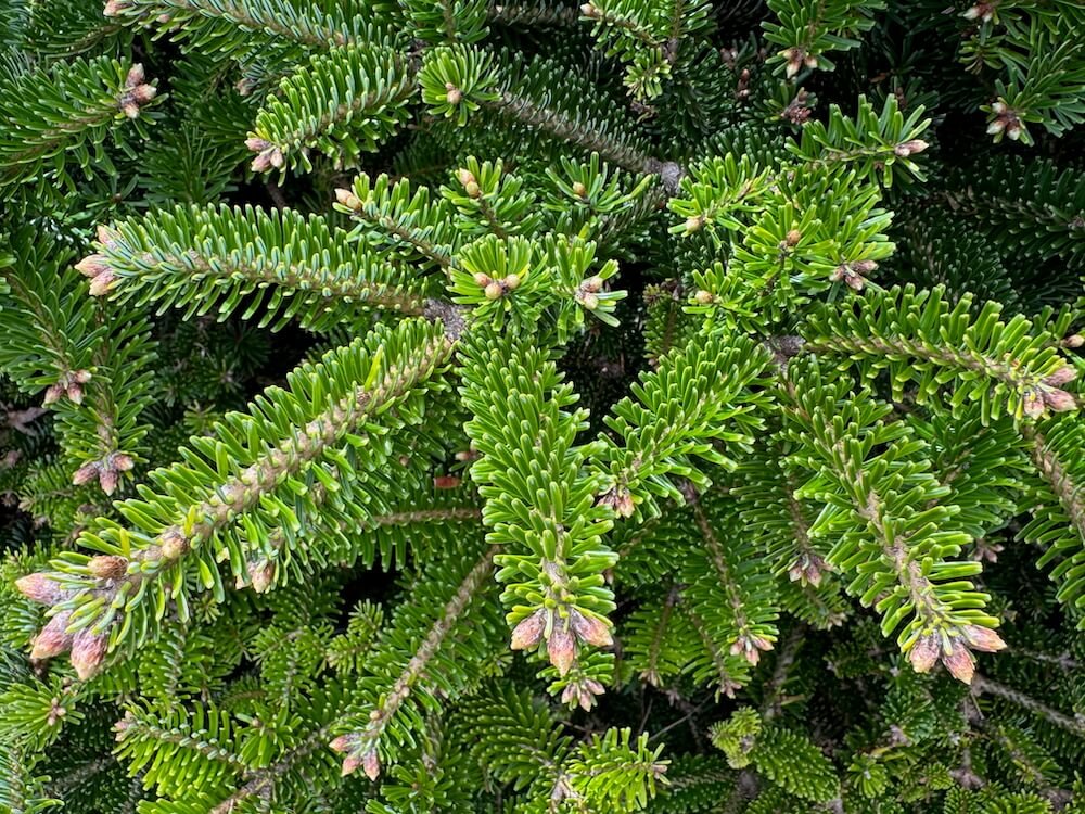 Taxus x media 'H.M. Eddie' (H.M. Eddie Yew) — Northwest Blooms