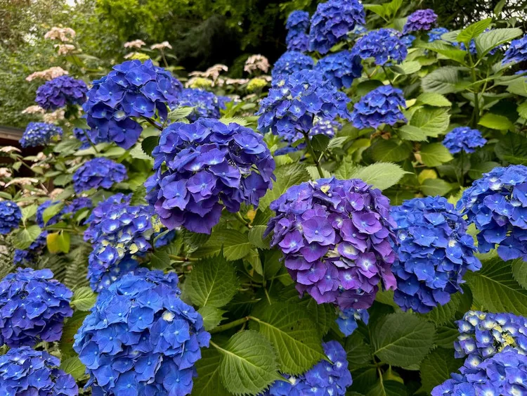 Hydrangea macrophylla 'Monmar' (Blue Enchantress Hydrangea) — Northwest ...