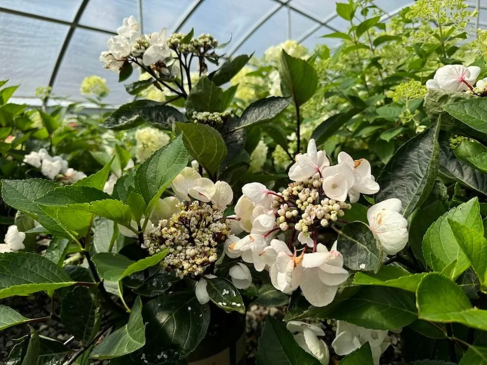 Hydrangea arborescens 'Abetwo' (Incrediball Smooth Hydrangea ...