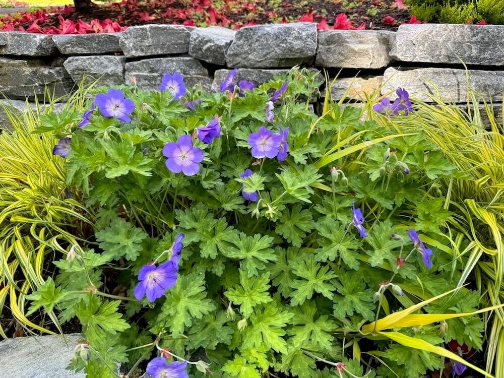 Geranium x 'Rozanne' (Rozanne Cranesbill) — Northwest Blooms