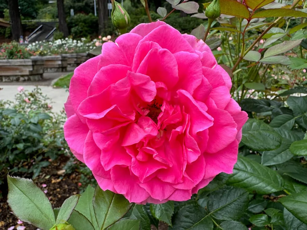 Rosa 'Julie Andrews' (Julie Andrews Hybrid Tea Rose) — Northwest Blooms