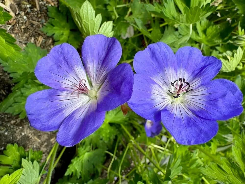Geranium x 'Rozanne' (Rozanne Cranesbill) — Northwest Blooms