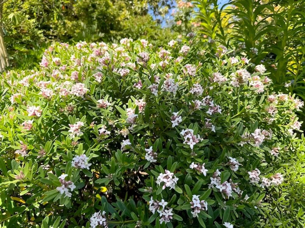 Prunus laurocerasus 'Mount Vernon' (Dwarf English Laurel) — Northwest ...