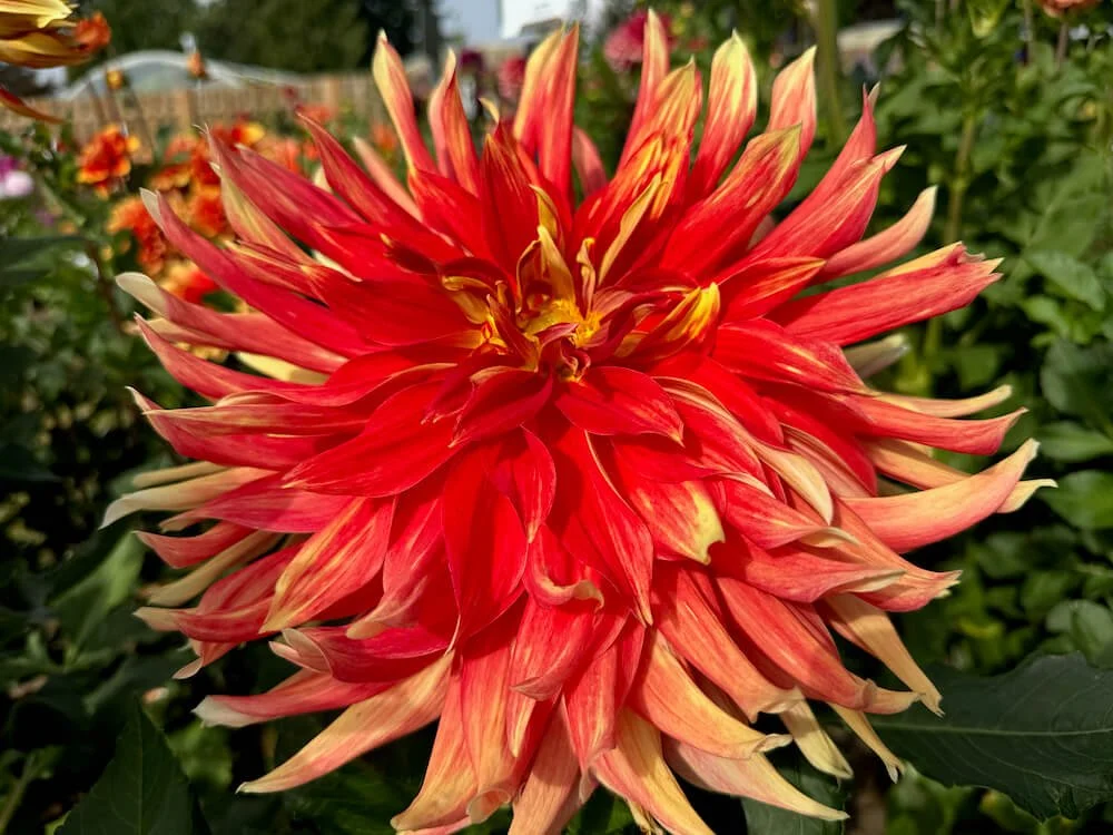 Dahlia 'Valley Rust Bucket' (Valley Rust Bucket Dahlia) — Northwest Blooms