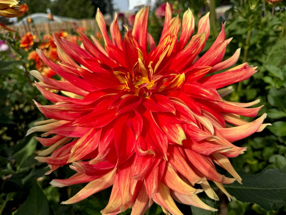 Dahlia 'Valley Rust Bucket' (Valley Rust Bucket Dahlia) — Northwest Blooms