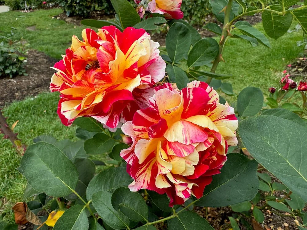 Rosa 'Marc Chagall' (Marc Chagall Floribunda Rose) — Northwest Blooms