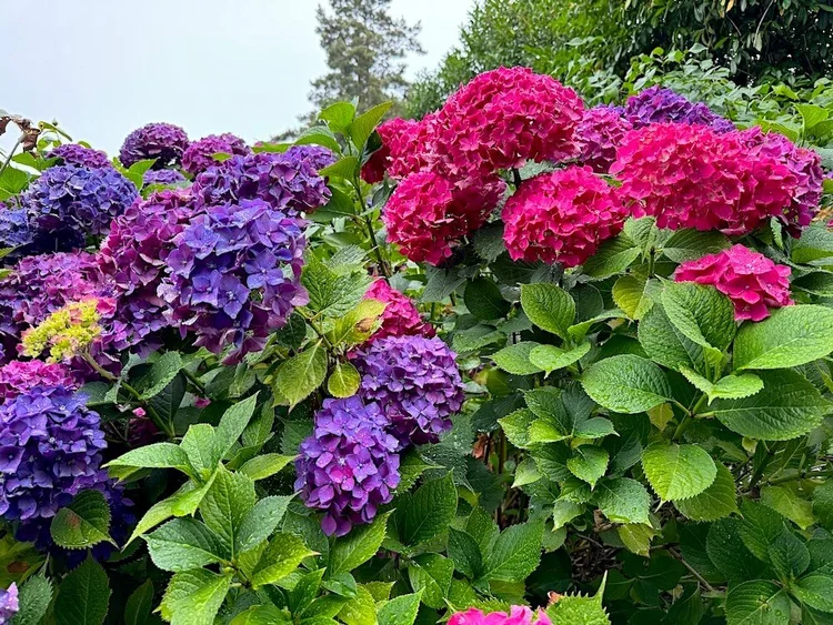 Hydrangea macrophylla 'Monmar' (Blue Enchantress Hydrangea) — Northwest ...