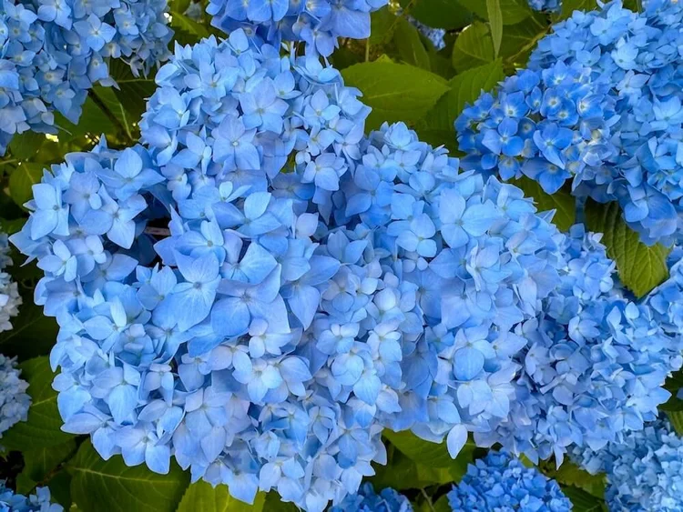 Hydrangea macrophylla 'Monmar' (Blue Enchantress Hydrangea) — Northwest ...