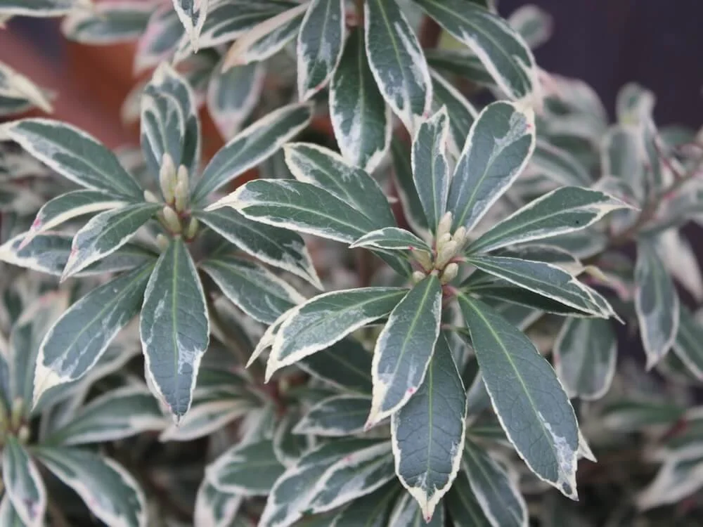 Pieris Japonica Variegata Size