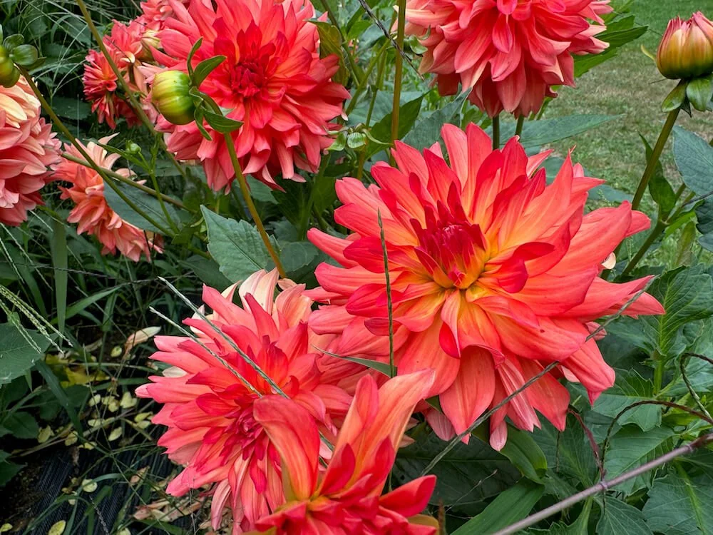 Dahlia 'Valley Rust Bucket' (Valley Rust Bucket Dahlia) — Northwest Blooms