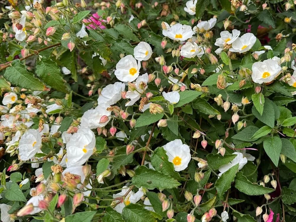 Cistus salviifolius 'Prostatus' (Sage Leaf Rock Rose) — Northwest Blooms