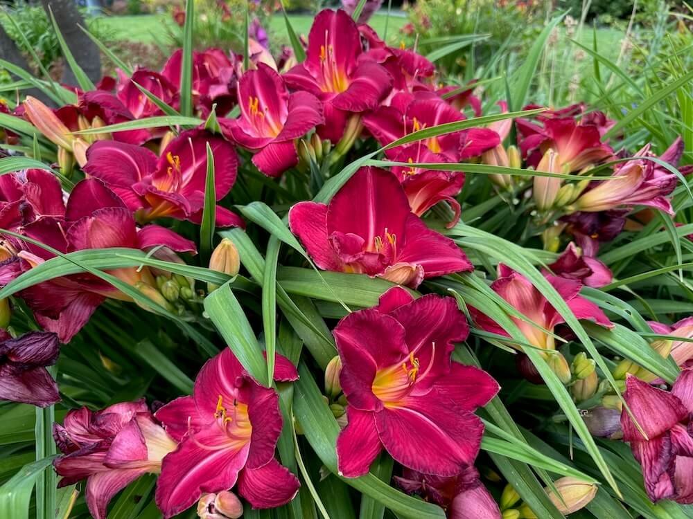 Helenium autumnale 'Potter's Wheel' (Potter's Wheel Sneezeweed ...