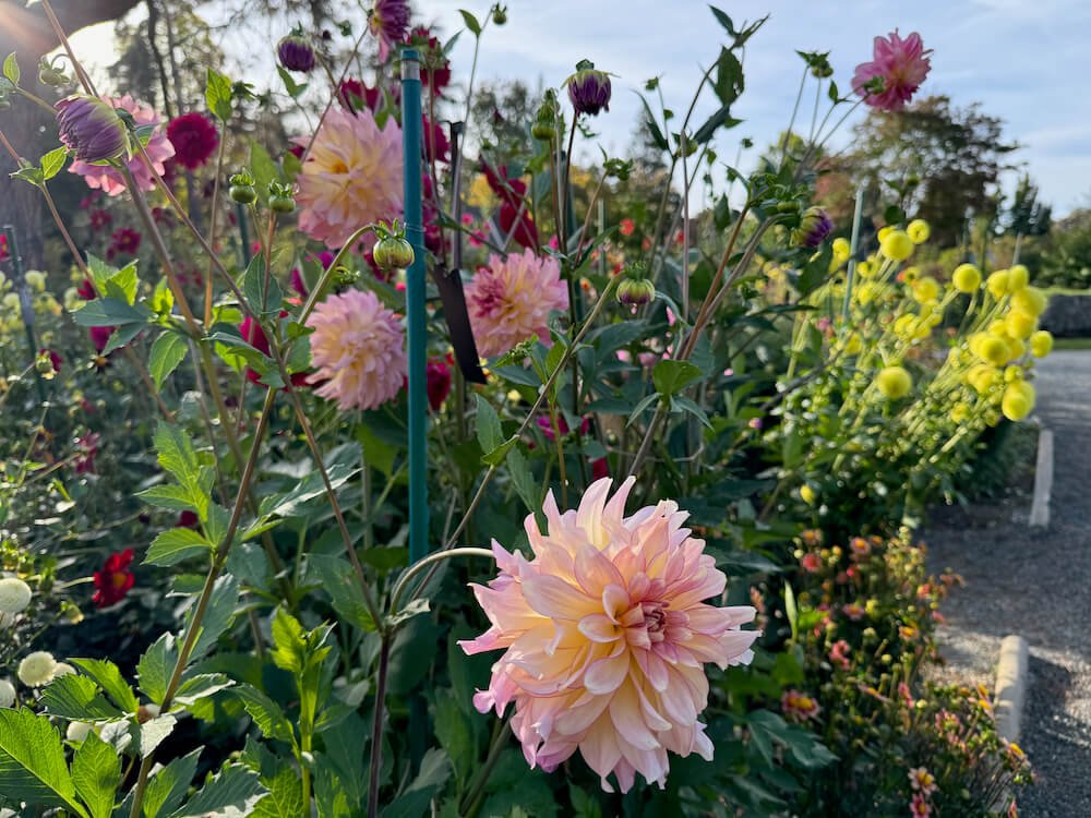 Dahlias — Northwest Blooms
