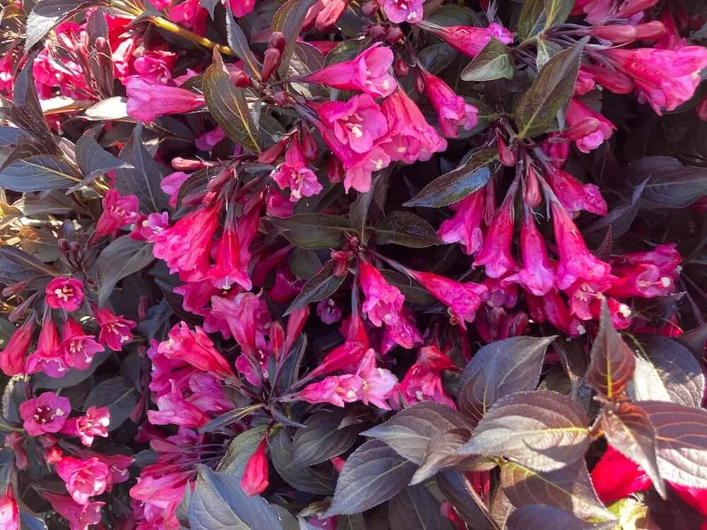 Rhododendron 'Silver Sword' (Silver Sword Azalea) — Northwest Blooms