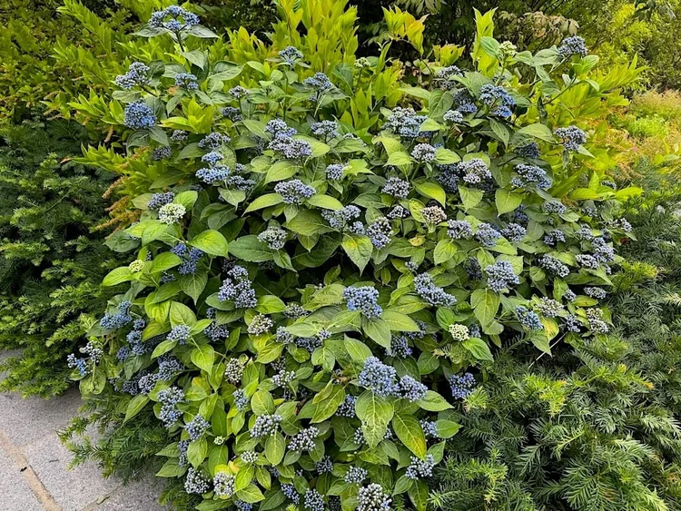 Hydrangea macrophylla 'Monmar' (Blue Enchantress Hydrangea) — Northwest ...