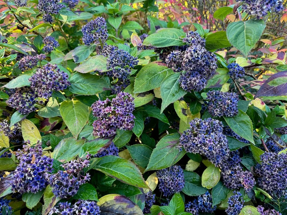 Ceanothus thyrsiflorus 'Victoria' (Victoria California Lilac ...