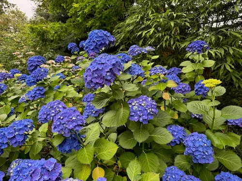 Hydrangea macrophylla 'Monmar' (Blue Enchantress Hydrangea) — Northwest ...