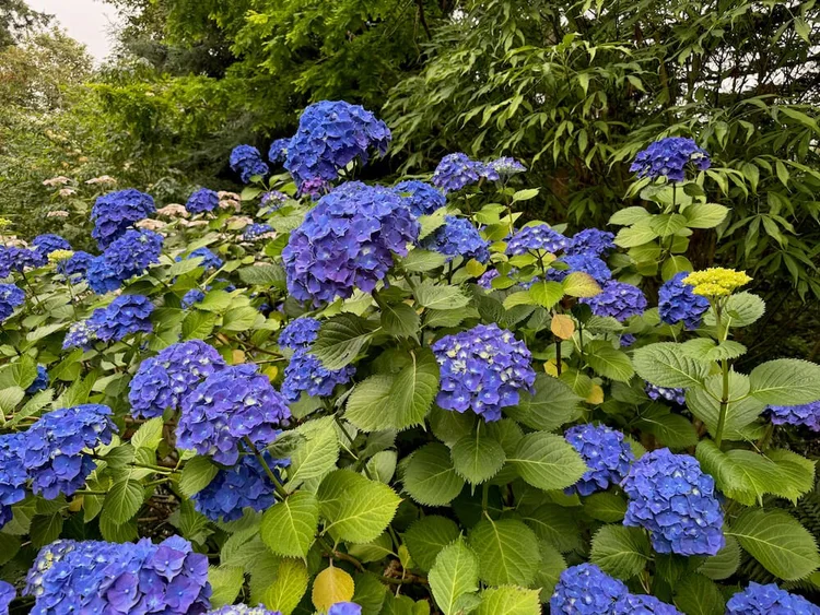 Hydrangea macrophylla 'Monmar' (Blue Enchantress Hydrangea) — Northwest ...