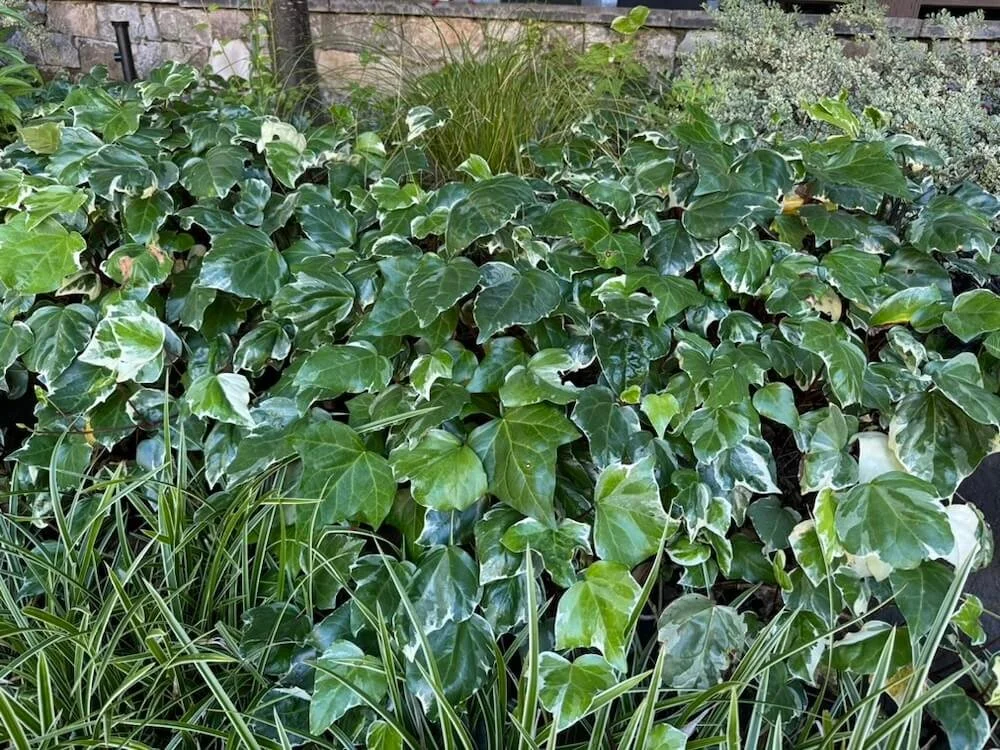 Hedera algeriensis 'Gloire de Marengo' (Gloire de Marengo Algerian Ivy ...