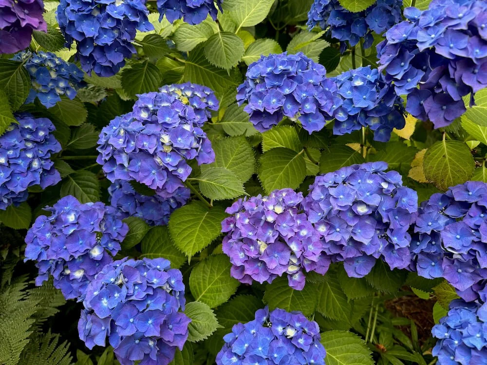 Dichroa Versicolor (Evergreen Hydrangea) — Northwest Blooms
