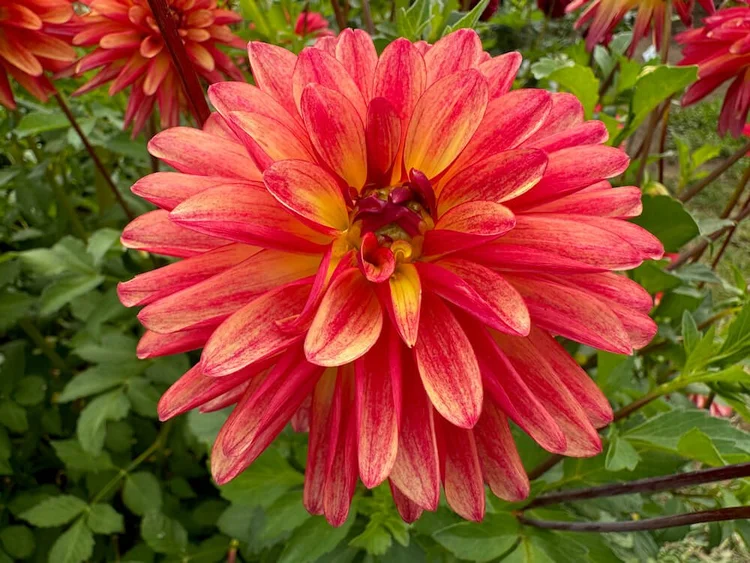 Dahlia 'Valley Rust Bucket' (Valley Rust Bucket Dahlia) — Northwest Blooms