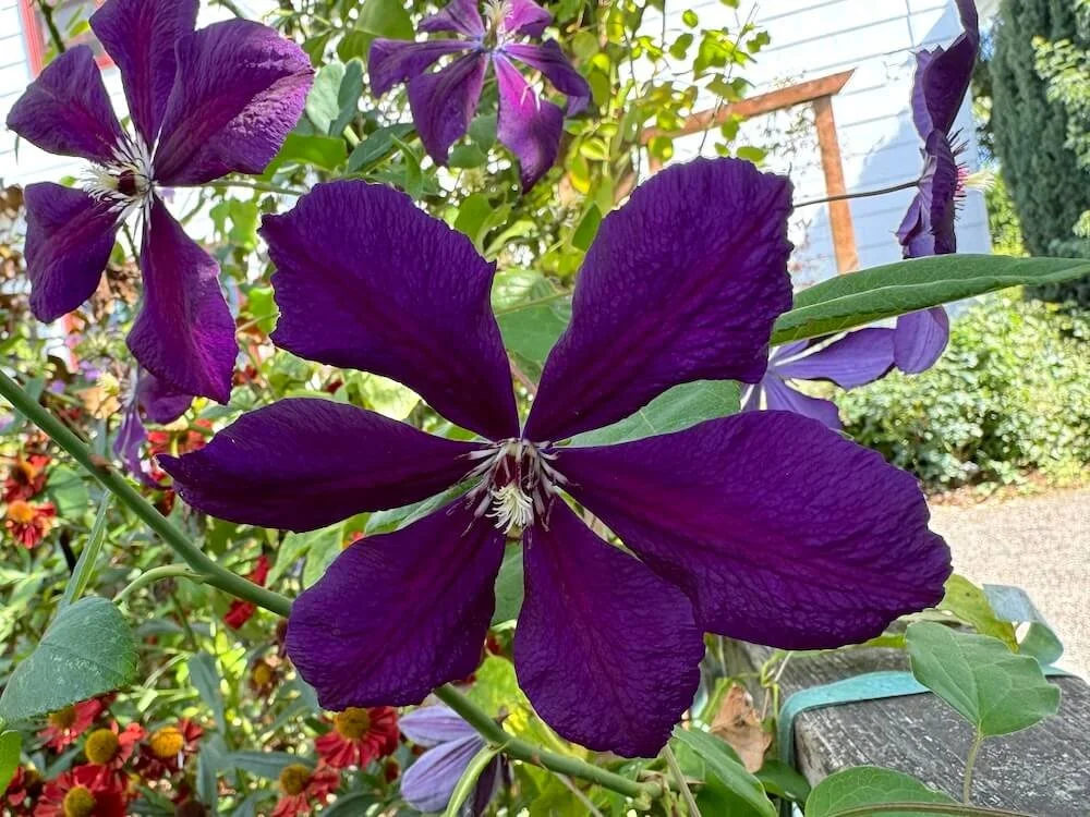 Clematis 'Venosa Violacea' (Venosa Violacea Clematis) — Northwest Blooms