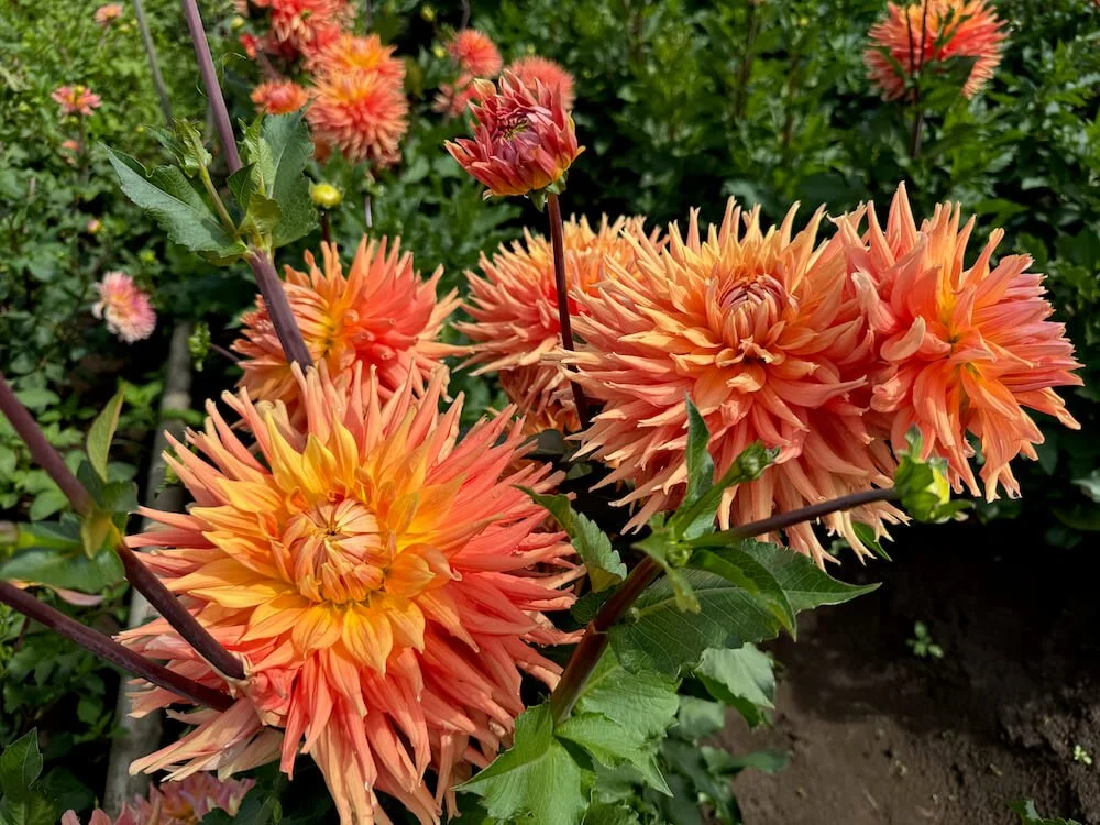 Dahlia 'Valley Rust Bucket' (Valley Rust Bucket Dahlia) — Northwest Blooms