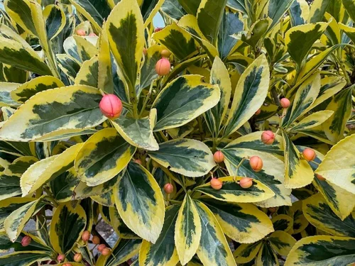 Taxus x media 'H.M. Eddie' (H.M. Eddie Yew) — Northwest Blooms