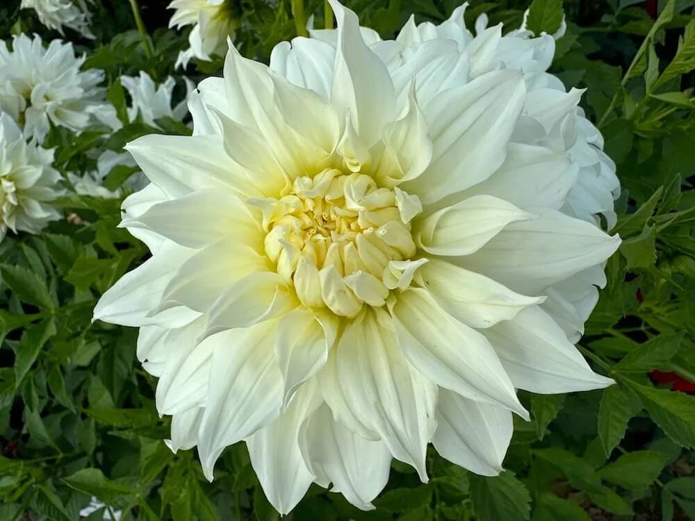 Dahlia 'Snowbound' (Snowbound Dahlia) — Northwest Blooms