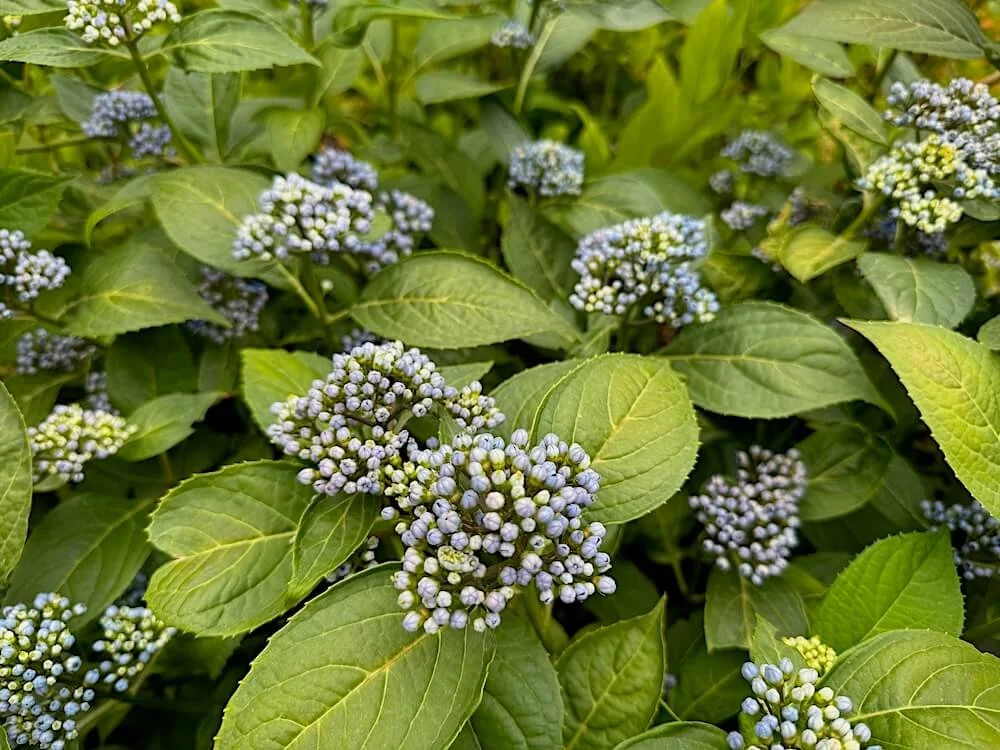 Ceanothus thyrsiflorus 'Victoria' (Victoria California Lilac ...