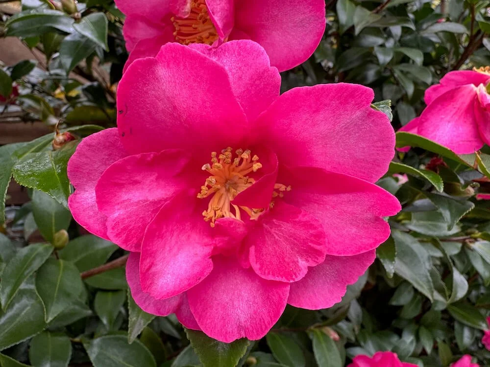 Camellia sasanqua 'Kanjiro' (Kanjiro Camellia) — Northwest Blooms