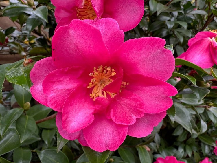 Camellia sasanqua 'Kanjiro' (Kanjiro Camellia) — Northwest Blooms