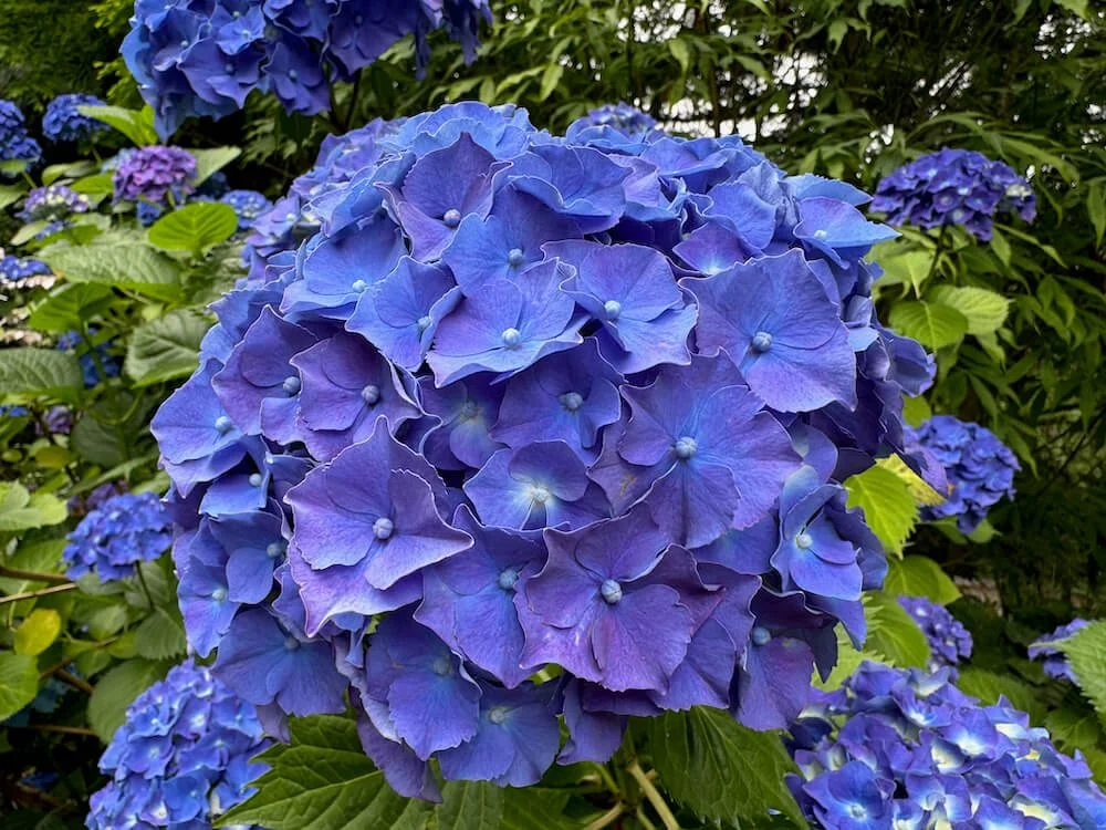 Hydrangea macrophylla 'Monmar' (Blue Enchantress Hydrangea) — Northwest ...