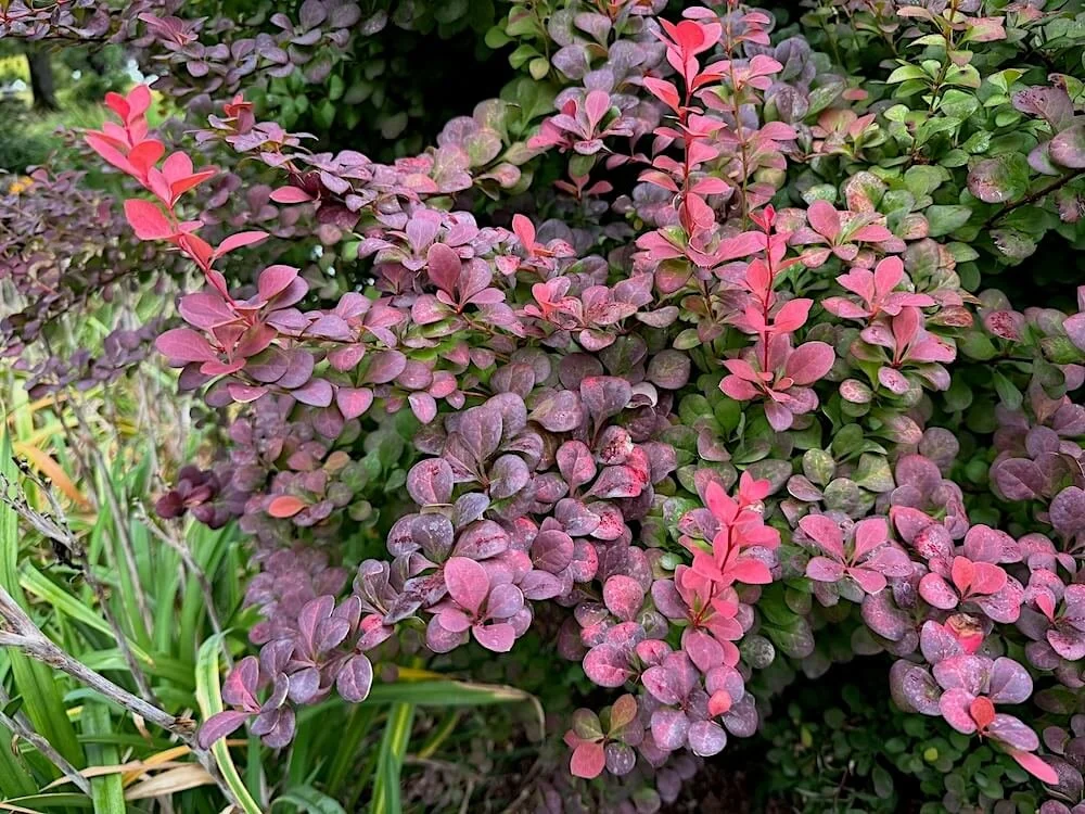 Nandina domestica 'Burgundy Wine' (Burgundy Wine Heavenly Bamboo ...