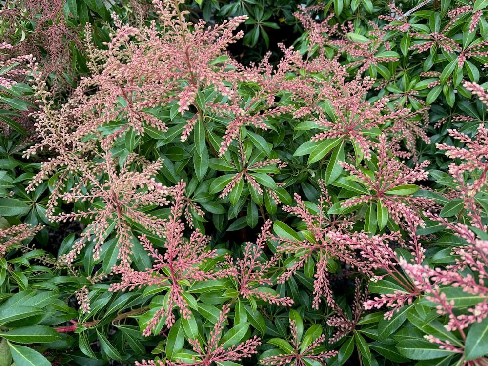 Pieris japonica 'Mountain Fire' (Mountain Fire Pieris) — Northwest Blooms