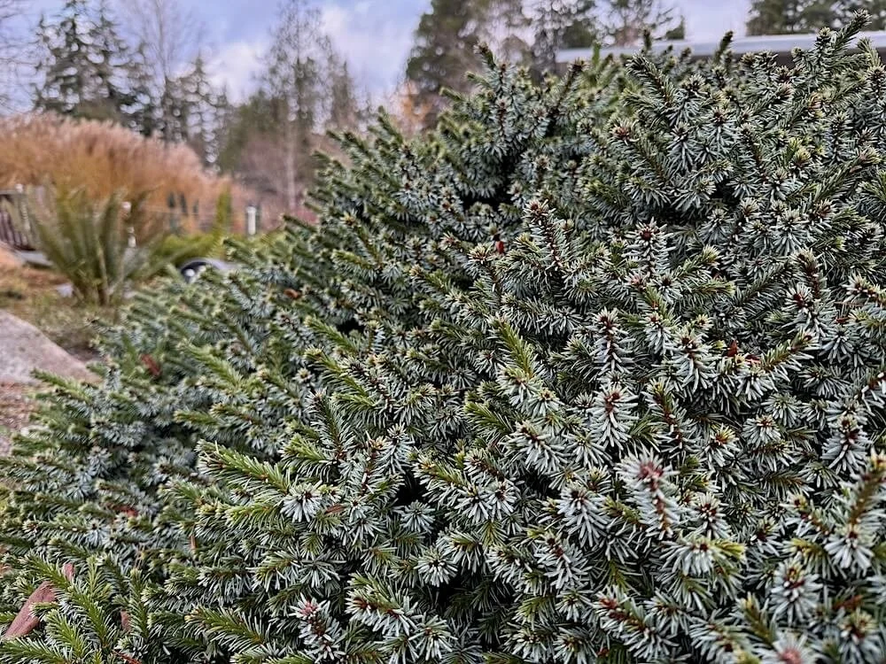 Taxus x media 'H.M. Eddie' (H.M. Eddie Yew) — Northwest Blooms